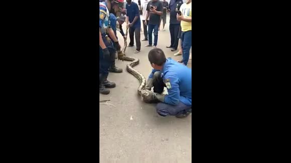 Firefighters battle to remove HUGE python from garden of home in ...