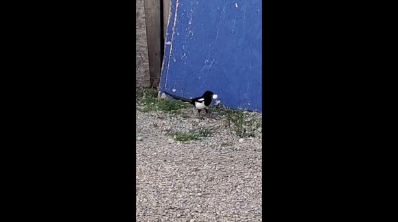 This beautiful thief Magpie stealing my pigeon's fake eggs in my ...