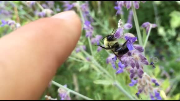 Bee performs high-five with man - Buy, Sell or Upload Video Content ...