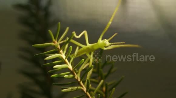 Find out how these strange insects survived on a lava rock for 80 years ...