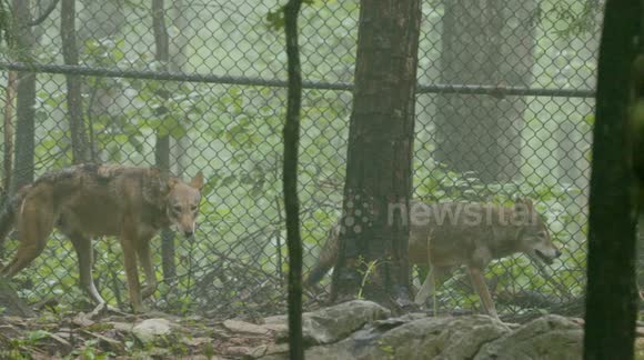 How Science Can Explain Why These Red Wolves Are Key To Saving Their ...