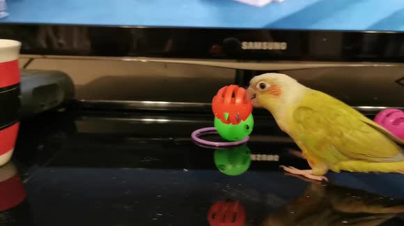 No bird brain here: clever pet bird can tell colors apart thanks to ...