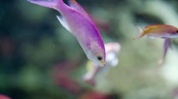 Beautiful polychromatic coral fish are colorful for a specific reason ...