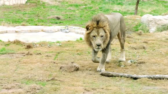 How to train a lion - Buy, Sell or Upload Video Content with Newsflare