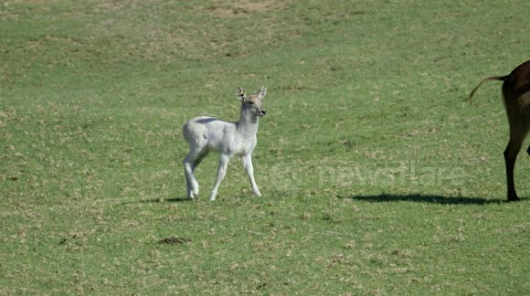Taking care of leucistic animal can be challenging for these zookeepers ...