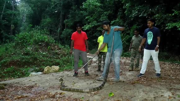 Enormous king cobra rescued from tea estate in southern India - Buy ...