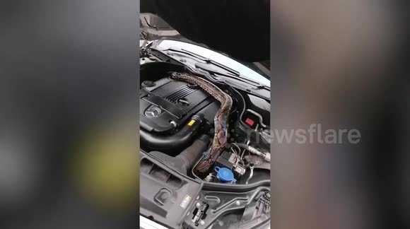 Shocked mechanics find HUGE python stuck inside Mercedes engine - Buy ...