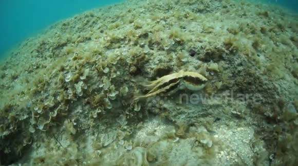 Moment cheeky octopus grabs diver's video camera and REFUSES to let go ...