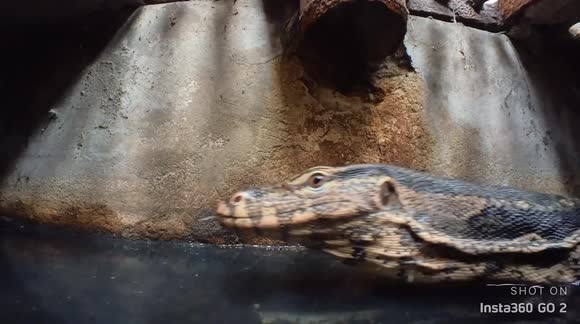 Close-up view of huge monitor lizard prowling through sewer in Thailand ...
