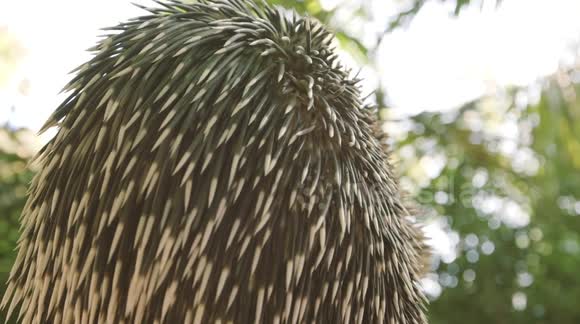 The evolution of porcupines and their spikes - Buy, Sell or Upload ...