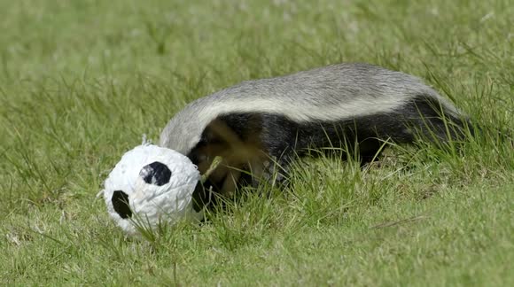 Honey badger loves a great ball game! - Buy, Sell or Upload Video ...