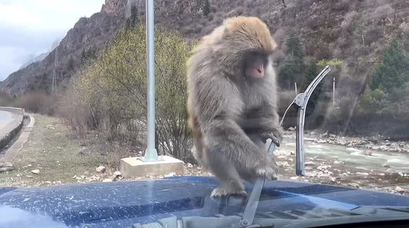 Monkey leaps onto car and snaps windshield wiper in northern China ...