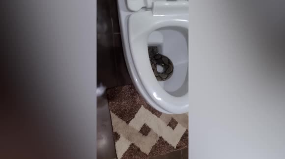 Scary moment python appears in toilet bowl in Thailand - Buy, Sell or ...