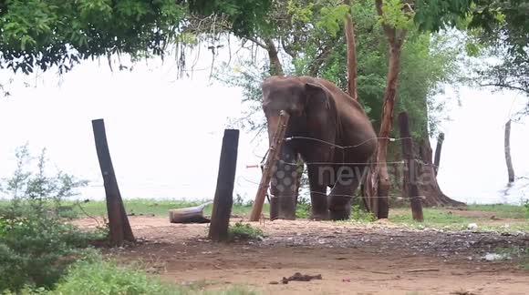 Elephant with amputated leg spotted in Sri Lanka - Buy, Sell or Upload ...