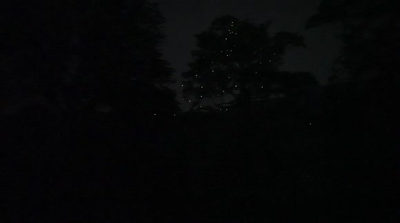 Spooky and spectacular sight of millions of fireflies sparkling Indian ...