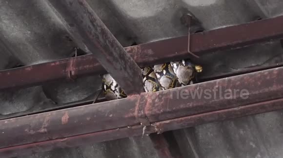 Huge python caught curled up in warehouse ceiling in Thailand - Buy ...