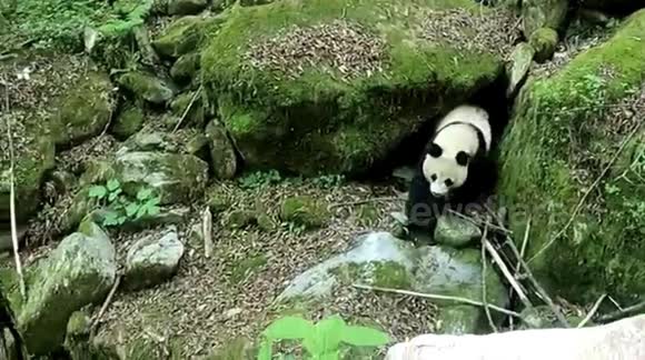 Rare sighting of wild panda caught on camera in northern China - Buy ...