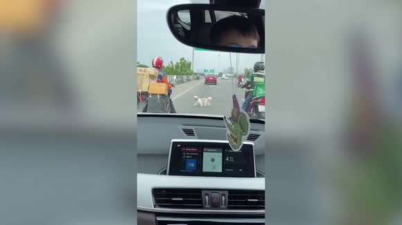 Runaway pet dog causes minor traffic jam on highway in Thailand - Buy ...
