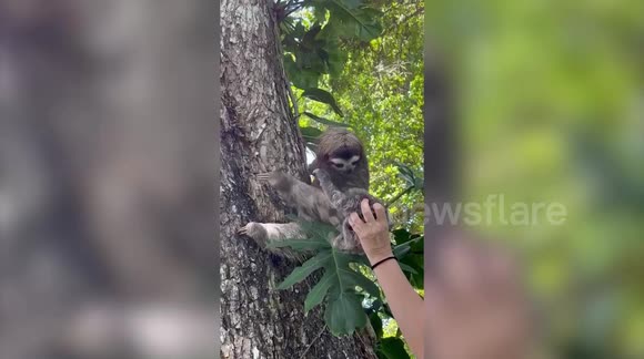 Adorable moment baby sloth is reunited with mum after it was found ...