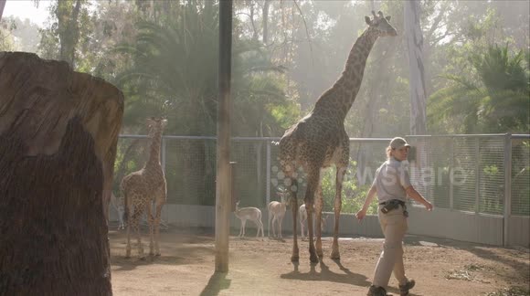 How Zookeepers Train Giraffe Calves to Weigh In on Special Scales - Buy ...