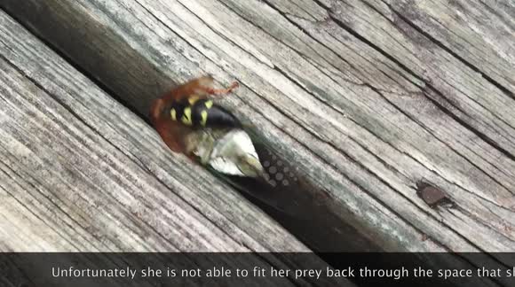 The Cicada Hawk - Buy, Sell or Upload Video Content with Newsflare