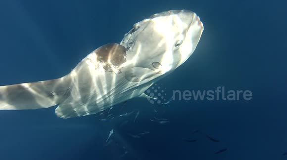 Underwater footage shows Sunfish with large boat injury - Buy, Sell or ...