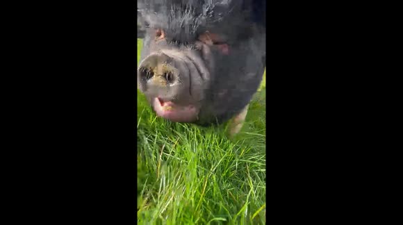 Oreo the friendly pot bellied pig - Buy, Sell or Upload Video Content ...