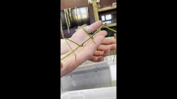 'Curious & Courageous 6 y/o girl is ECSTATIC about holding a GIANT ...