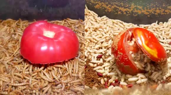 Mealworms vs maggots: YouTuber films as insects devour tomato - Buy ...
