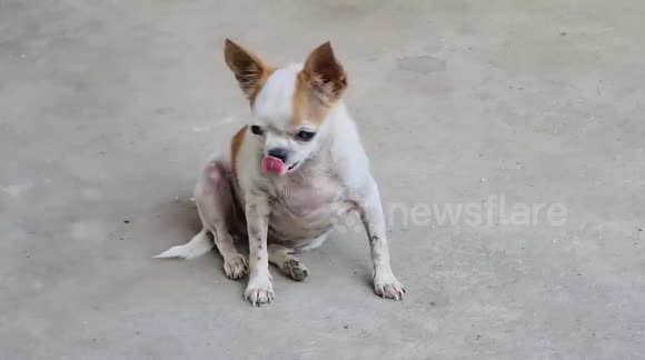 Brave pet chihuahua tries to fight off Godzilla-like monitor lizard ...