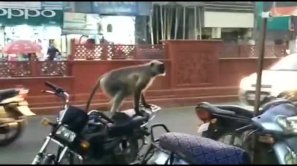 Monkey business: Wild primate attacks dozens and wreaks havoc in Indian ...
