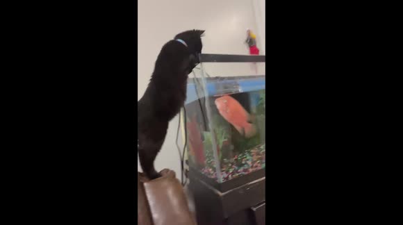 Cat vs Fish: Nosy cat gets hit by jumping fish while peeking inside ...