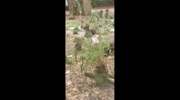 Scaredy Cat: Chicken in Florida garden charges at cat who runs away ...