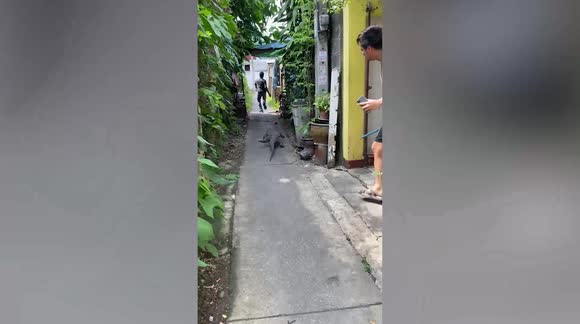 Man quick to escape monitor lizard - Buy, Sell or Upload Video Content ...
