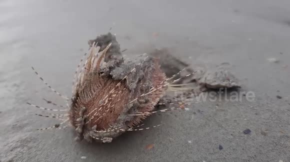 Bizarre furry sea creature found crawling across Thai beach - Buy, Sell ...