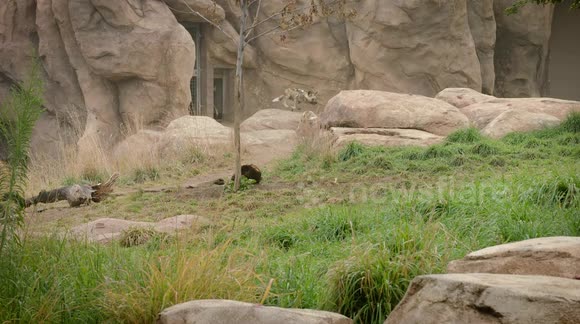 The Mottled Pattern on These African Wild Dogs Actually Has a Function ...