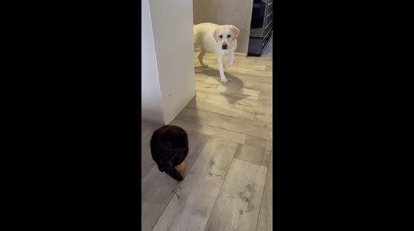 Labrador is very afraid of the head from the mannequin - Buy, Sell or ...