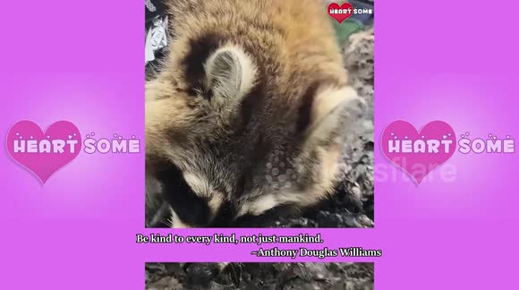 Raccoon with Disability gets a Unique Wheelchair Designed by School ...