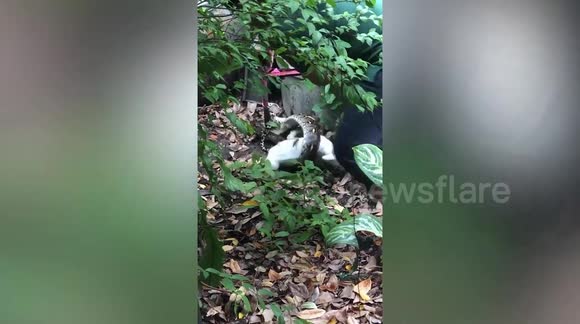 Brave passer-by uses rusty scooter to save pet cat being strangled by ...