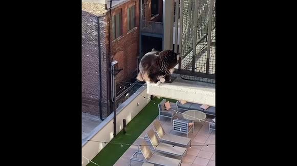 Cat falls off skyscraper balcony but luckily lands on floor below - Buy ...