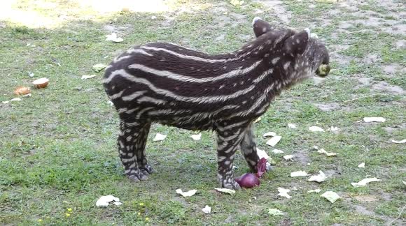 Adorable baby tapir born at UK zoo captures the hearts of visitors ...
