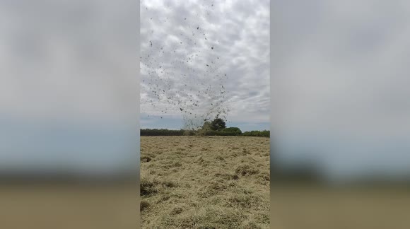 Incredible moment a rare 'hay devil' whirlwind was captured in a field ...