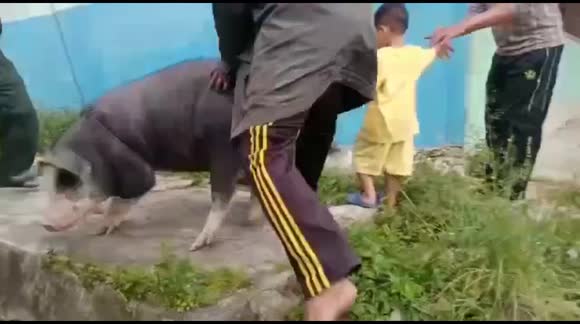 Rampage, pigs chasing little kids. - Buy, Sell or Upload Video Content ...