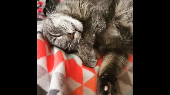 Former street cat with NO EARS becomes Instagram star – and her hearing ...