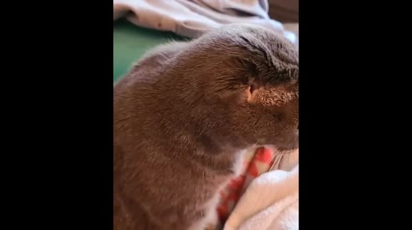 Former street cat with NO EARS becomes Instagram star – and her hearing ...