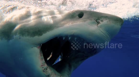 Photographer captures stunning close-up of great white shark's razor ...