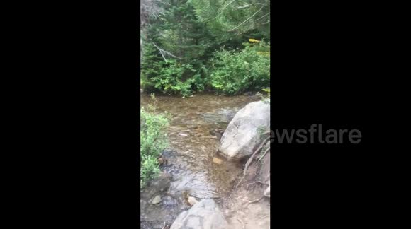 Boy Needs to Poop - Buy, Sell or Upload Video Content with Newsflare