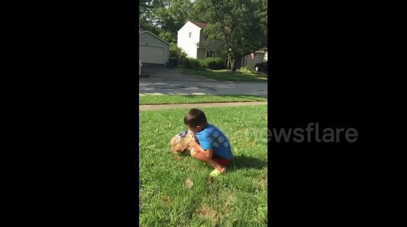 Boy Picks Up Dog Poop - Buy, Sell or Upload Video Content with Newsflare