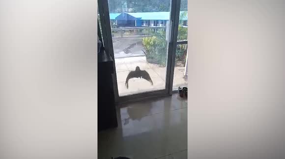 Vengeful crow pesters woman in the Philippines - Buy, Sell or Upload ...