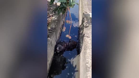 Dirty dog covered in mud pulled from drain in Taiwan - Buy, Sell or ...